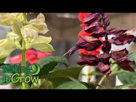 Salvia - Great for Summer Color and Pollinators