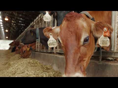 MANURE MANAGEMENT | at the dairy farm