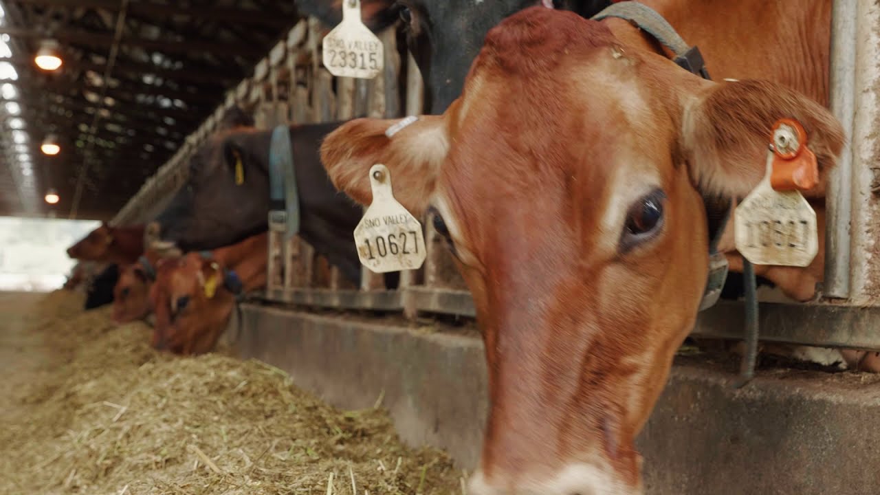 MANURE MANAGEMENT | at the dairy farm