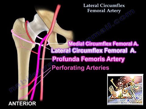 Lateral Circumflex Femoral Artery - Everything You Need To Know - Dr. Nabil Ebraheim