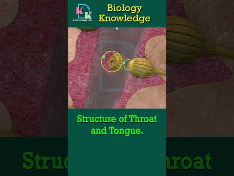 Structure Of Throat And Tongue | Taste Buds | Pharynx Larynx | Throat Side View | Anatomy Of Throat