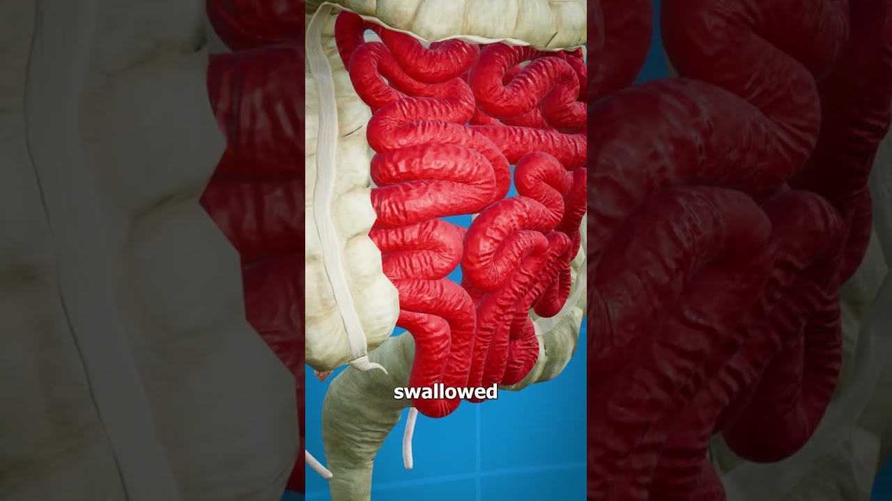What Is A Hookworm? 😨 🪱
