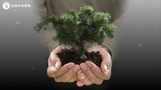 Sensée Reviews and Clients | DesignRush