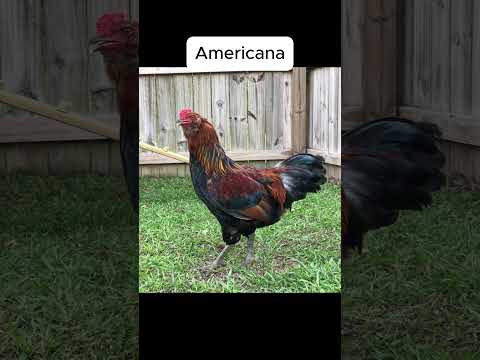 What is the Americana Chicken?