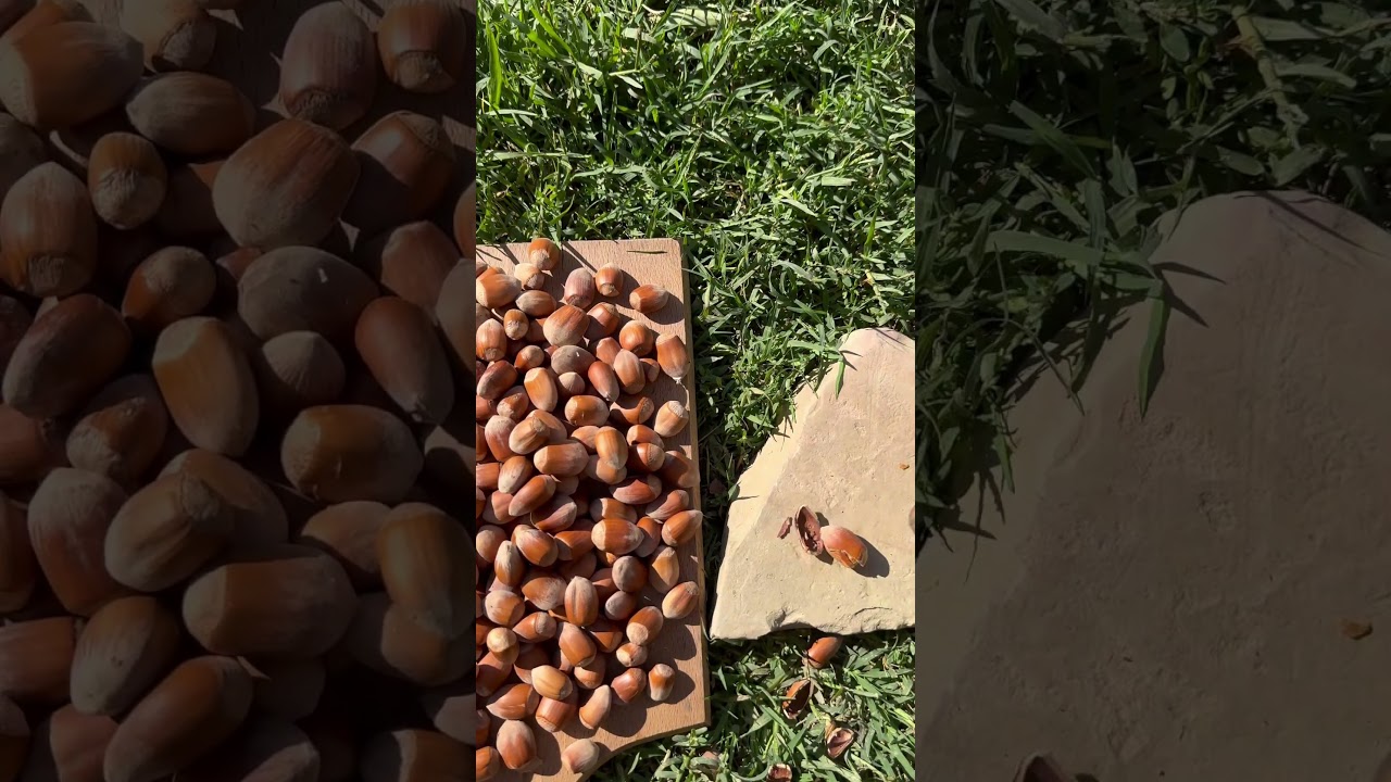 Hazelnuts Organic - Lajthi Bio