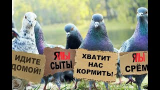 Как избавиться от голубей на ферме.