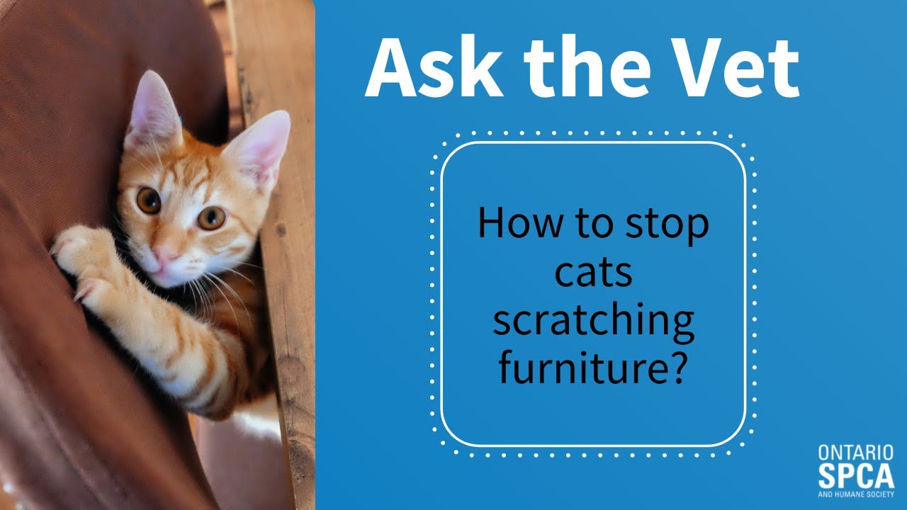Ask the Vet: How to stop cats scratching furniture