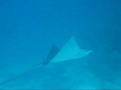 Cades Reef Diving in Antigua Island