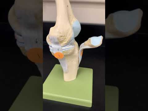 Dr. Biel’s Quick Review Knee Joint Anatomy