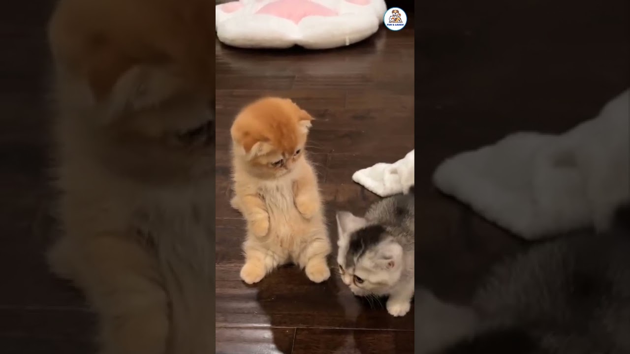 Cute Kitten Standing 😸😍 #kitten #cat #funnyvideo #cutecat #shorts