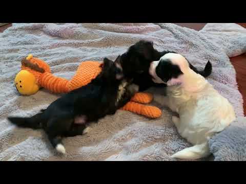 Scrunchy Toys and Pups