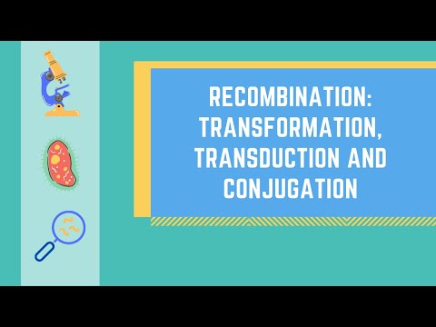 Bacterial Genetic Recombination: Transformation, Transduction and Conjugation made EASY