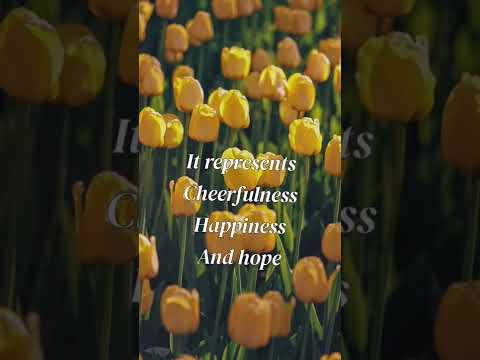 meaning of yellow tulip. photo credit to pexels