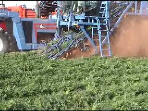 CARROT HARVESTER ASA-LIFT SP-200 MARCHWI MORKOV MORKOW MARKOW