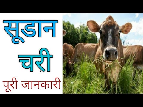 सूडान घास की खेती | सूडान चरी की पूरी जानकारी Sudan Grass in Details #sudan_grass
