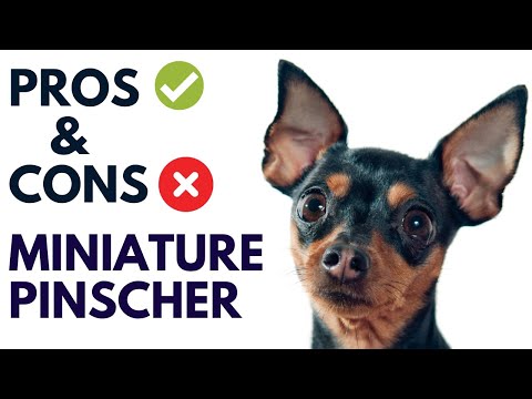 Miniature Pinscher Breed Pros and Cons | Zwergpinscher Advantages and Disadvantages #AnimalPlatoon