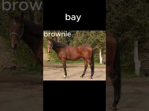 good horse names ( my opinion ) | horse.obsession :)