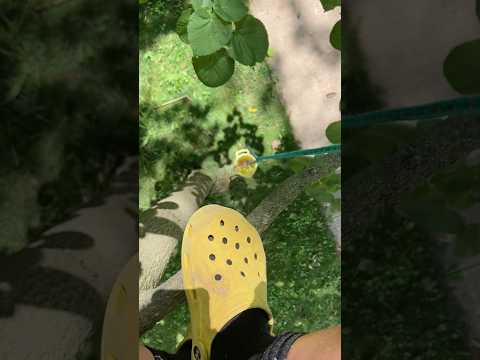 How I built an insane pulley system in a tree!🌳