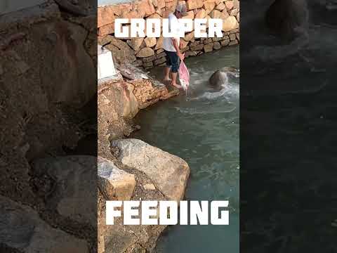 HUGE FISH ,MASSIVE GROUPERS BEING HAND FED #thegreyingnomads #cooktown #grouper #fish #fishing #qld