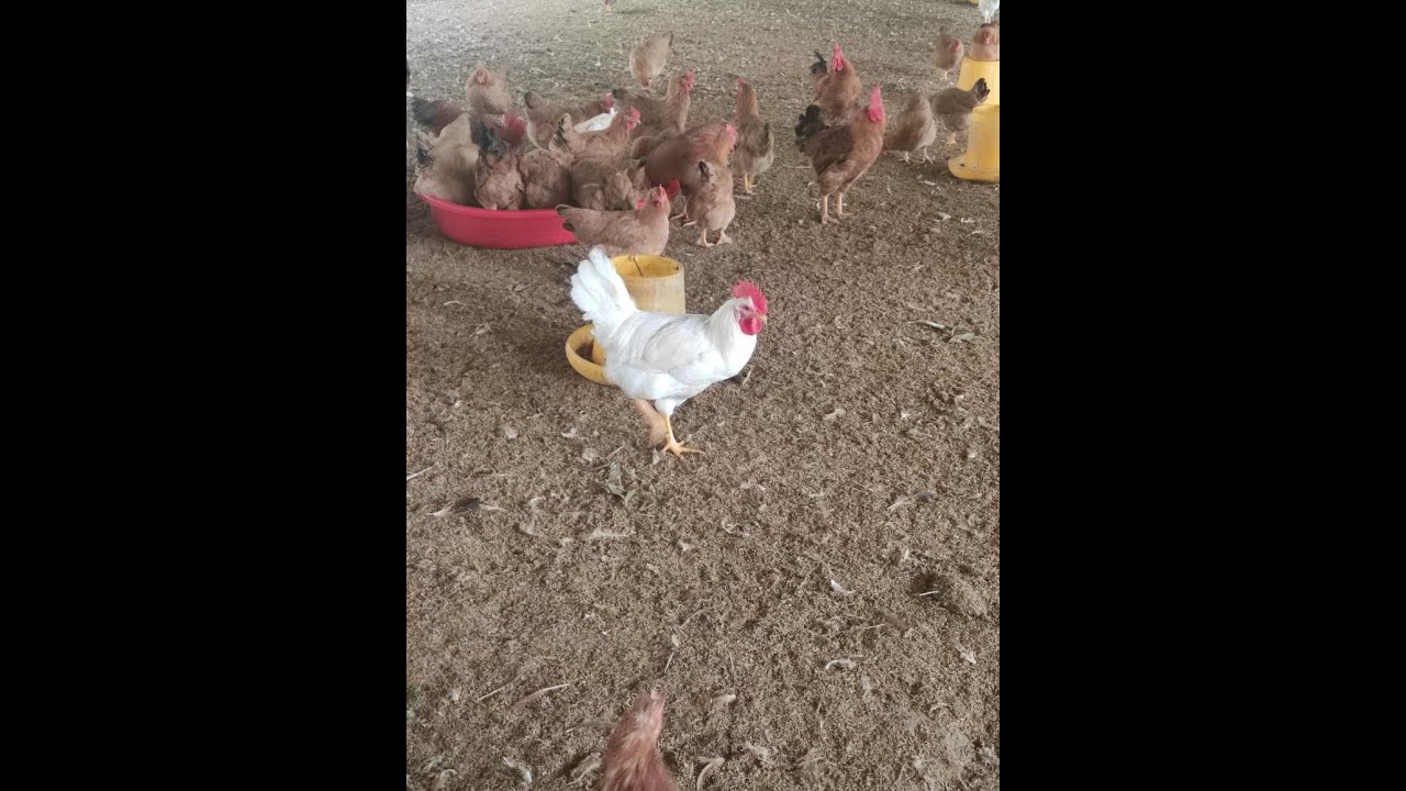 Broiler detection by using YOLO3