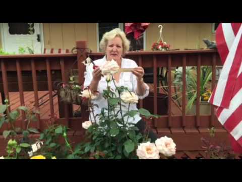 'Francis Meilland' Hybrid Tea Rose Review