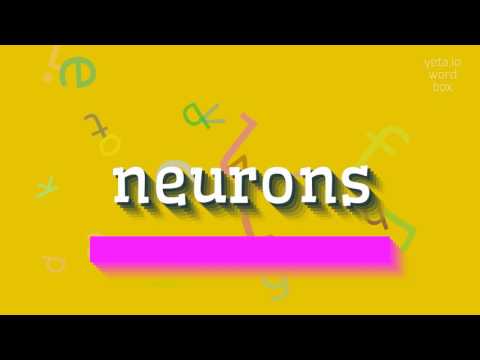 How to say "neurons"! (High Quality Voices)