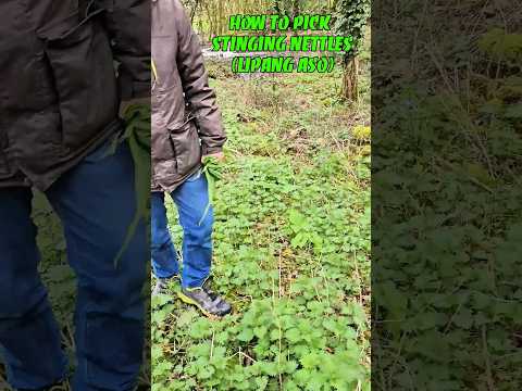 How to Pick Stinging Nettles WITHOUT Getting Stung!