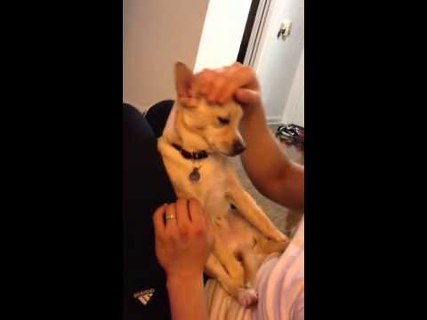 funny rat terrier falling asleep