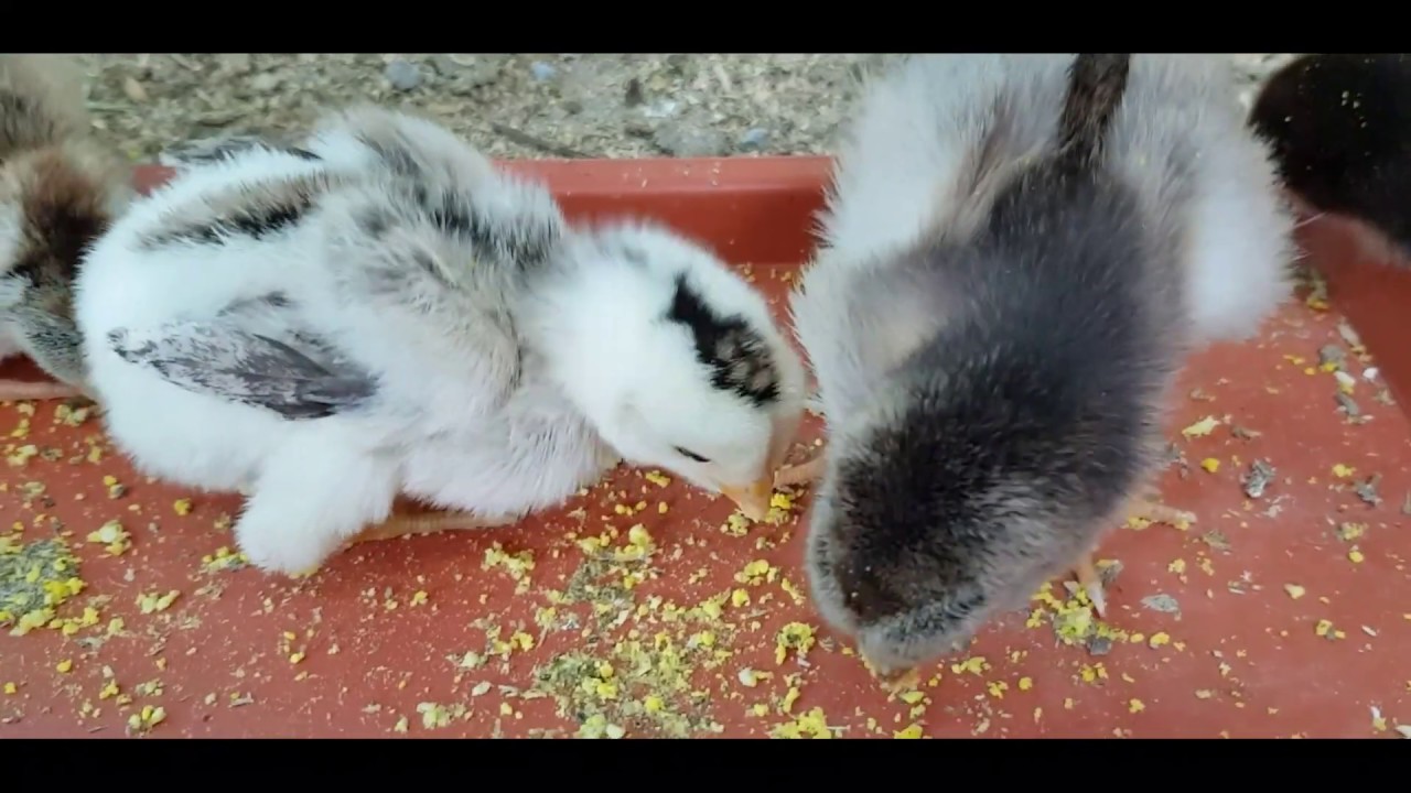 MURGI Hen Harvesting Eggs to Chicks new 