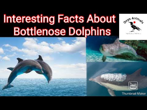 Interesting Facts About Bottlenose Dolphins