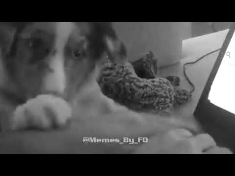 Sad Dog Meme