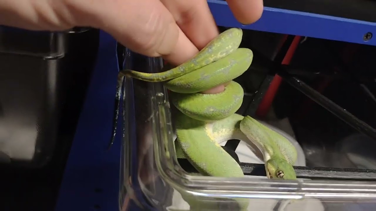 Green Tree Python feeding #3