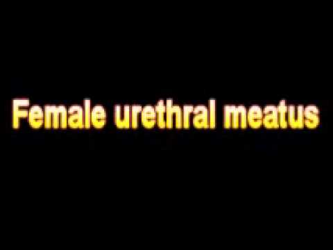 What Is The Definition Of Female urethral meatus - Medical Dictionary Free Online