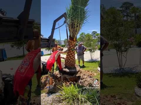 Planting a palm tree
