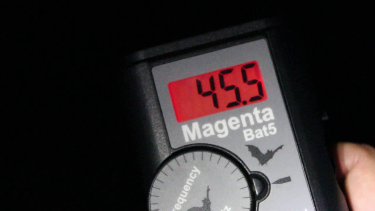 Bat detector test 1