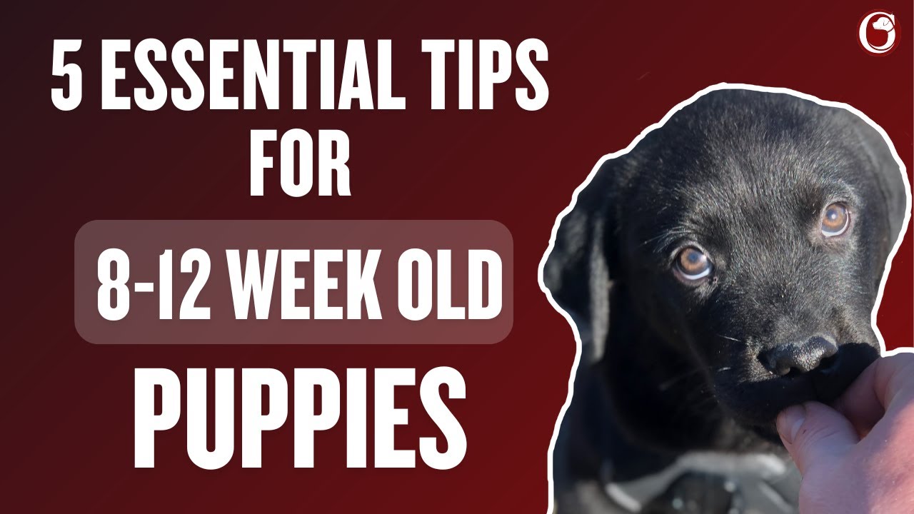 5 essential tips for 8-12 week old puppies! (4k)