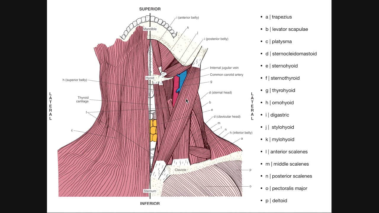 PRACTICE! | Identifying Anterior Neck Muscles
