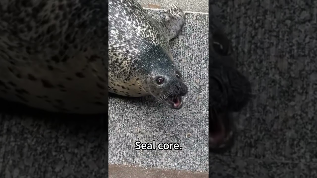 Funny seals 🤣🤣 #funny #seal #fyp #foryou