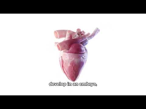 10 interesting facts about Human Heart