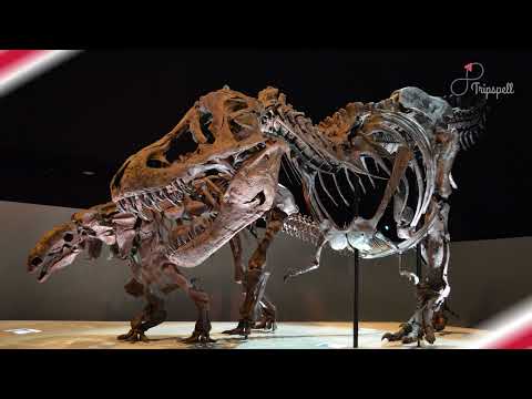 Natural History Museum , London Guide - What to do, When to visit, How to reach, Cost Tripspell
