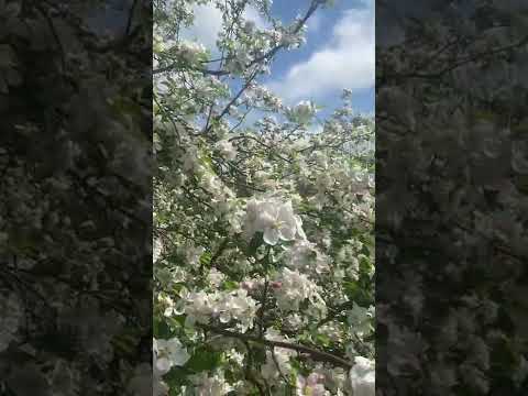 Scott Farm Orchard Peak Bloom