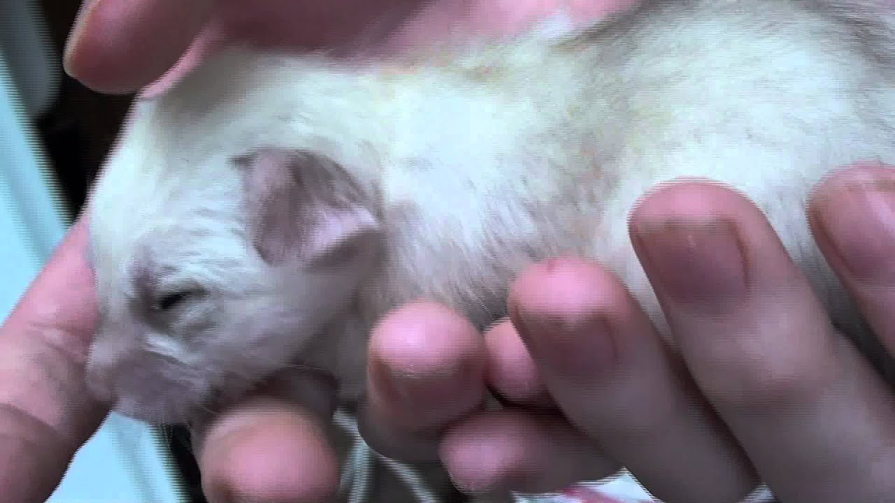 Baby Fennec Fox at two weeks old