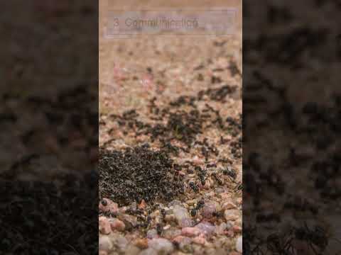 10 Fascinating ant Facts for Kids | Fun and Educational Discover the World of Ants #ants #antsfacts