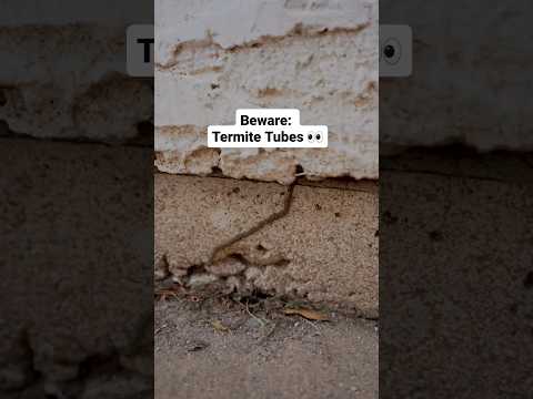 If you see these give us a call ASAP! π³ #shorts #pestcontrol #arizona #termites