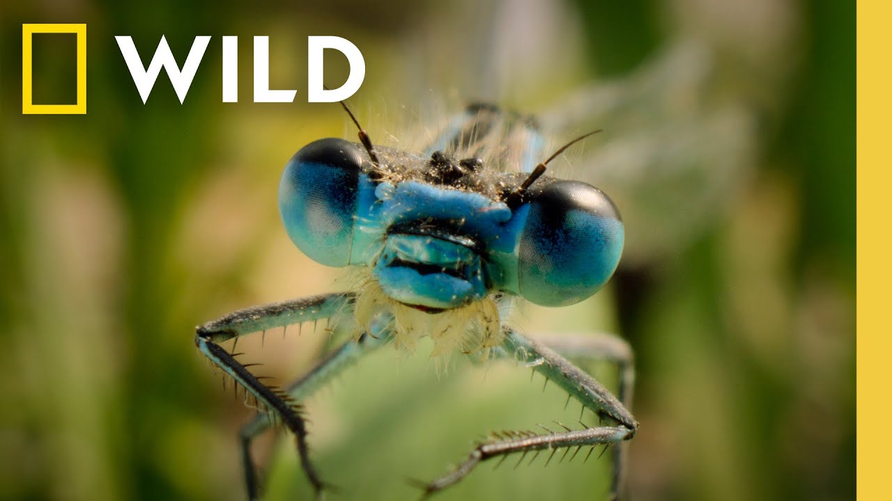 30 Minutes of Calming Bug Sounds + Lo-Fi Chill Beats | A Real Bug's Life