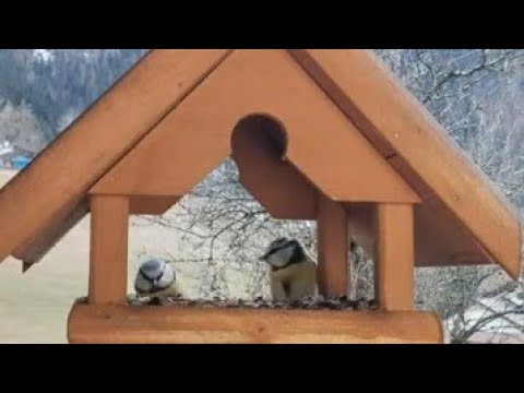 The Still Feeder: Awaiting Soft Wings
