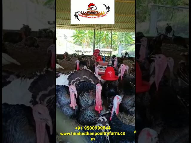 Poultry Farm Chicks - Vaan Kozhi Chicks (vankoli kunjugal) Trader ...