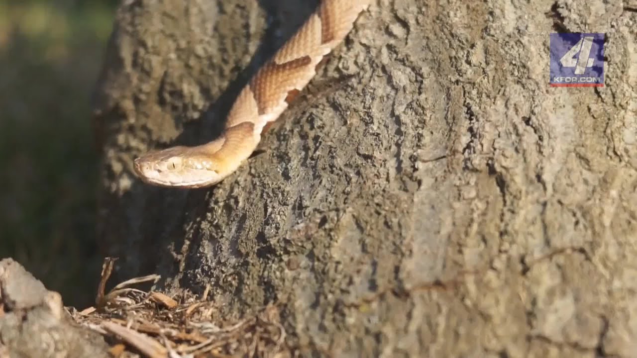 It's copperhead birthing season!