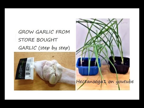 HOW TO GROW GARLIC FROM SUPERMARKET GARLIC, step by step, re- grow vegetables