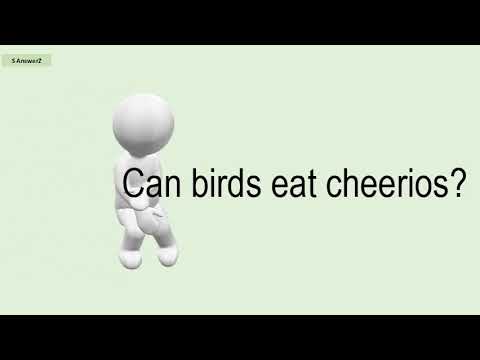 Can Birds Eat Cheerios?